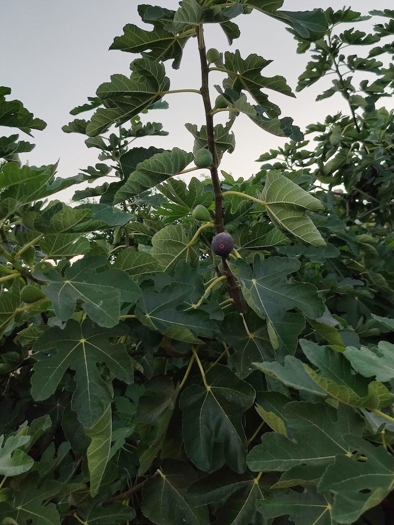 Vigorous Fig Cuttings for Thriving Trees | Fresh California Stock ...