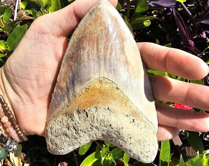 Large Megalodon Fossilized Shark Tooth 4.7" W/ Plastic Stand *repaired ...