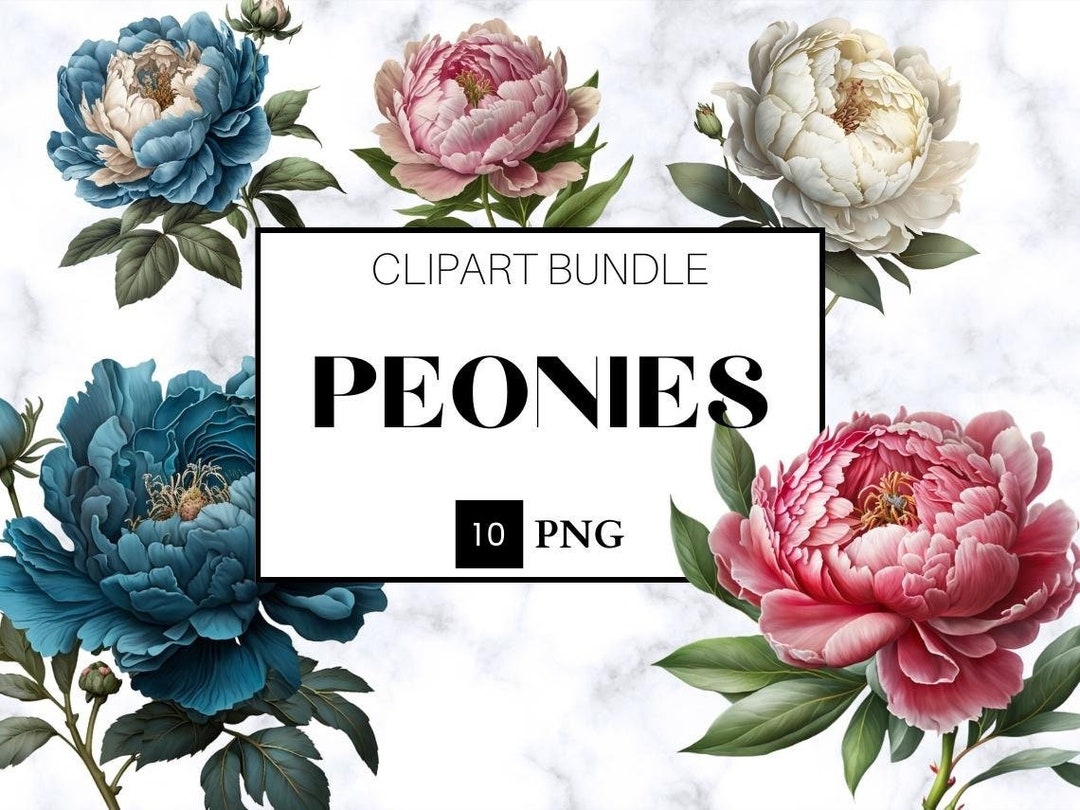 Watercolor Peony Clipart Peonies PNG Watercolour Flowers - Etsy