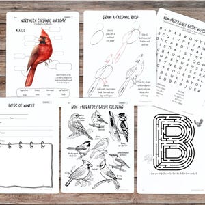 Winter Birds Flashcards: Backyard Study, Homeschool Printable (PDF) - Etsy