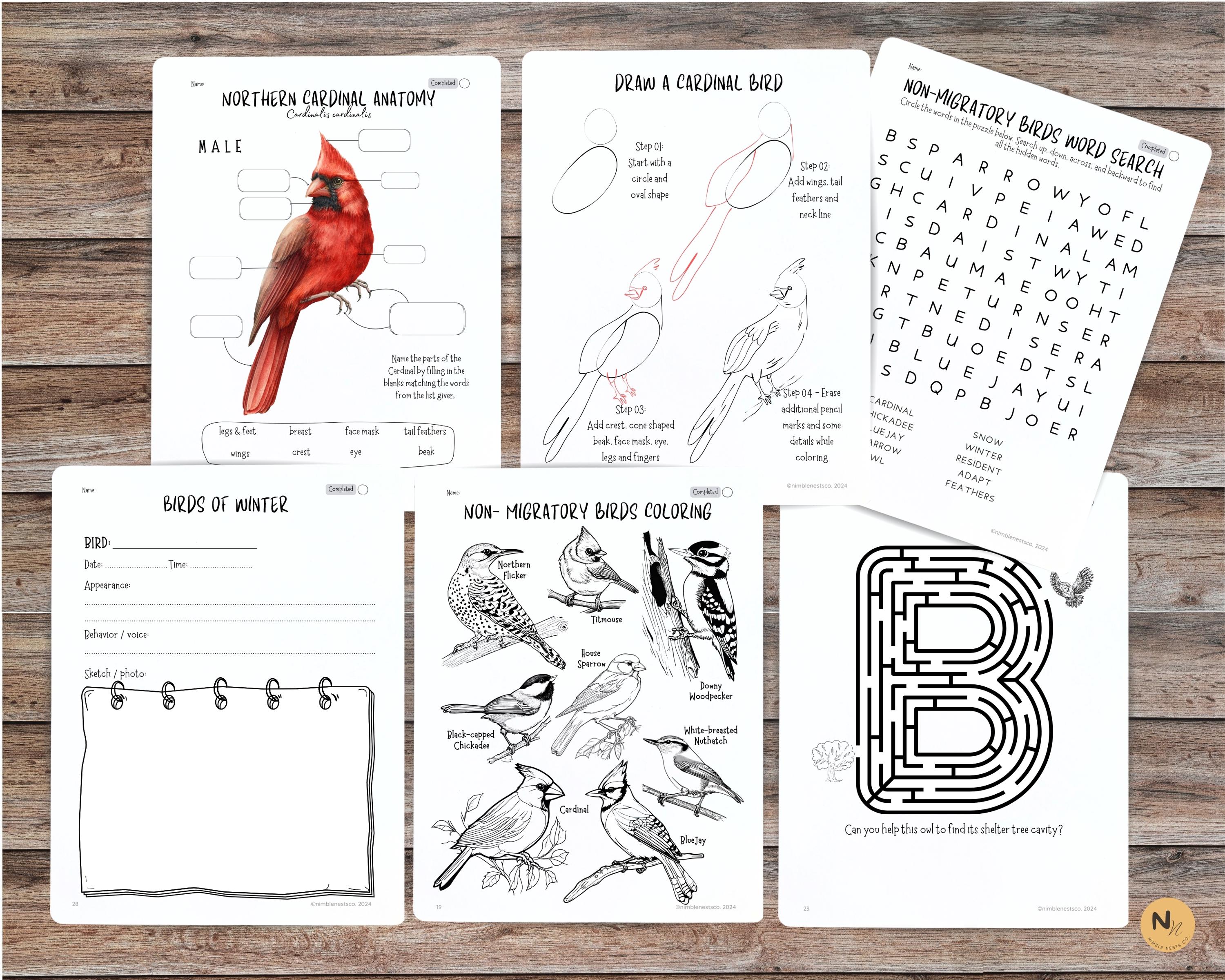 Winter Birds Flashcards: Backyard Study, Homeschool Printable (PDF) - Etsy