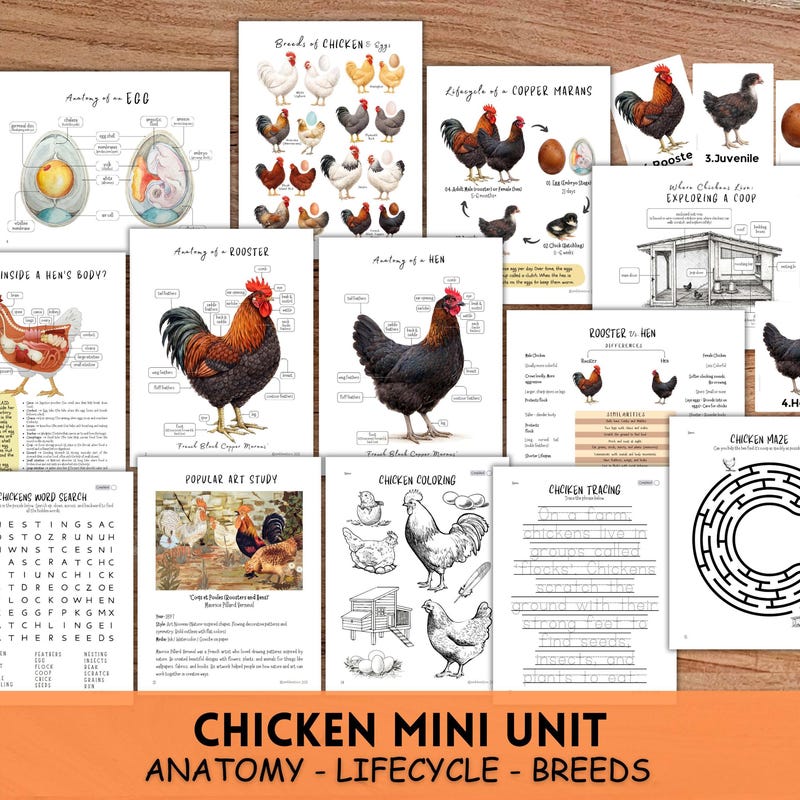 Coop Curriculum - Etsy