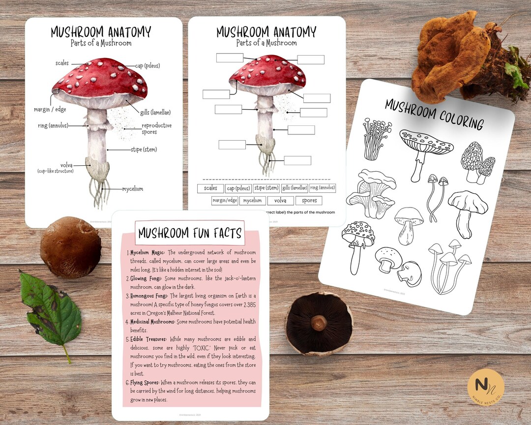 Anatomía de SETAS, Partes de una seta, Mini estudio de setas, Actividad ...