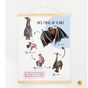 Bat Unit Study: Anatomy, Life Cycle, and Bat Species (PDF) - Etsy