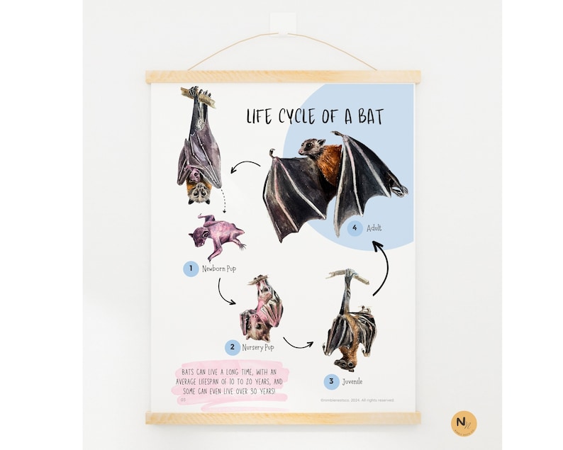 Bat Unit Study: Anatomy, Life Cycle, and Bat Species (PDF) - Etsy