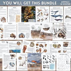 Winter Unit Study: Animals in Winter, Hibernation, Migration, Trees in ...
