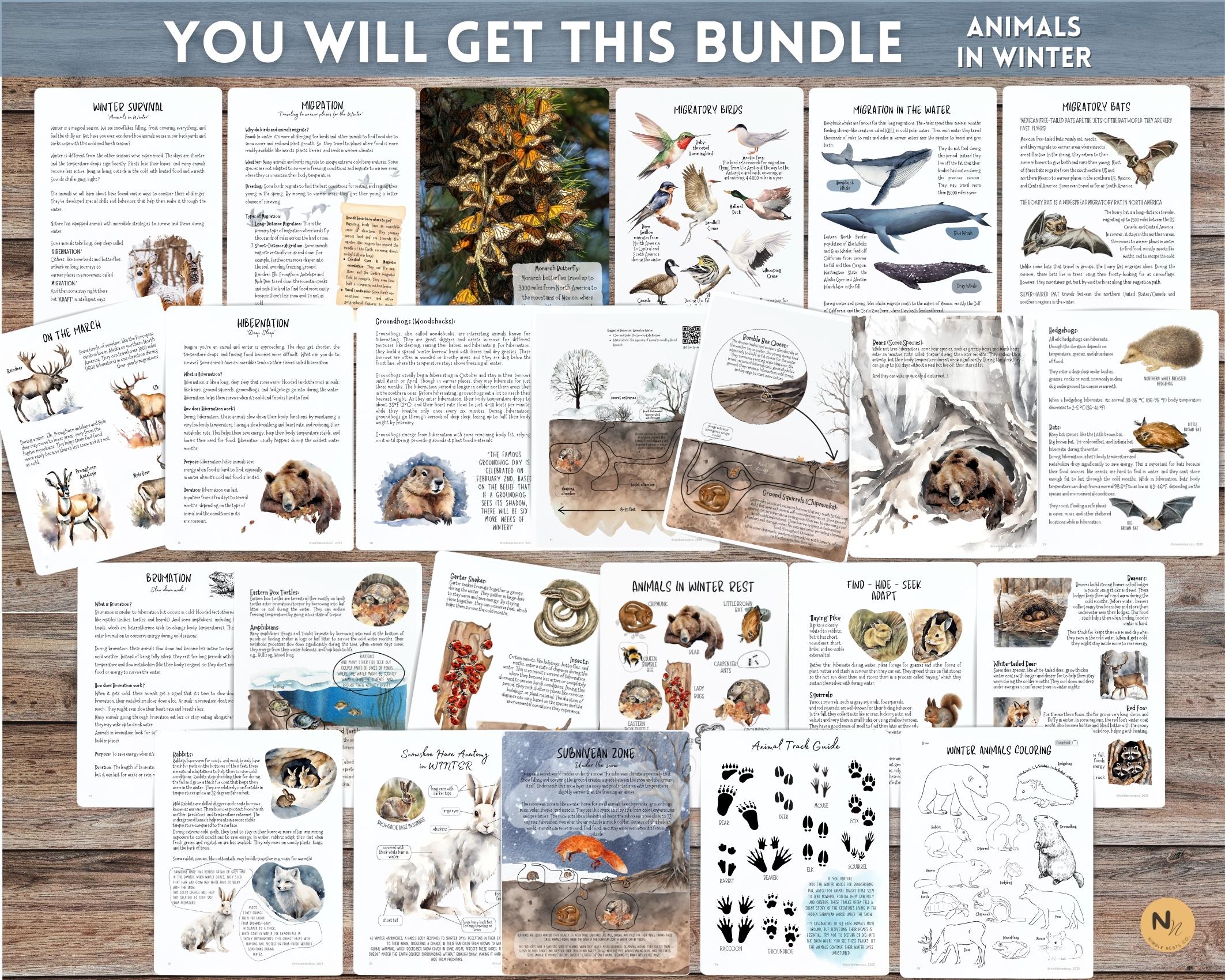 Winter Unit Study: Animals in Winter, Hibernation, Migration, Trees in ...