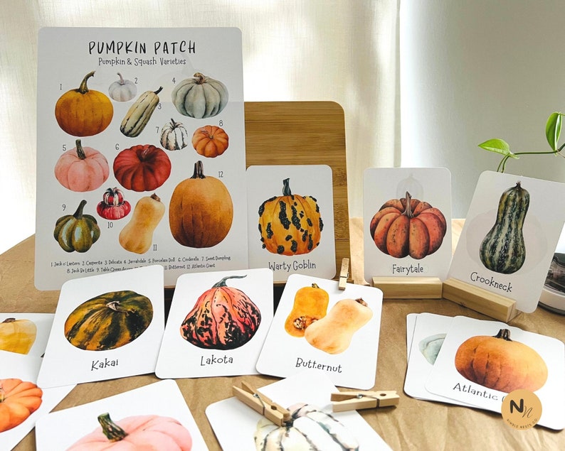 Pumpkin Cards, Squash Varieties, Fall Study Unit, Pumpkin Flash Cards ...