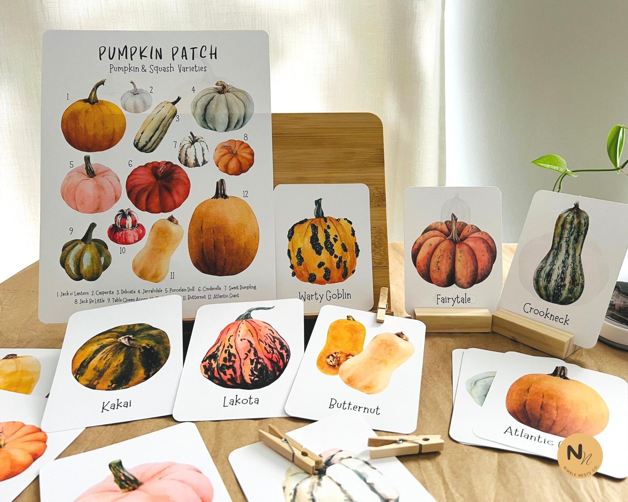 Pumpkin Cards, Squash Varieties, Fall Study Unit, Pumpkin Flash Cards ...