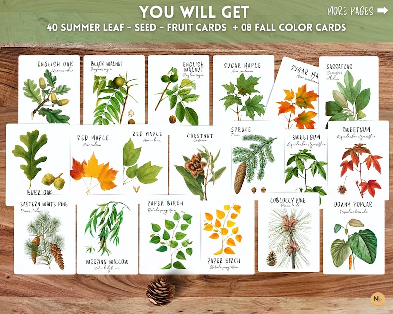 Tree Identification Flash Cards: Leaves, Nuts, Seeds, Fall Leaf Cards ...