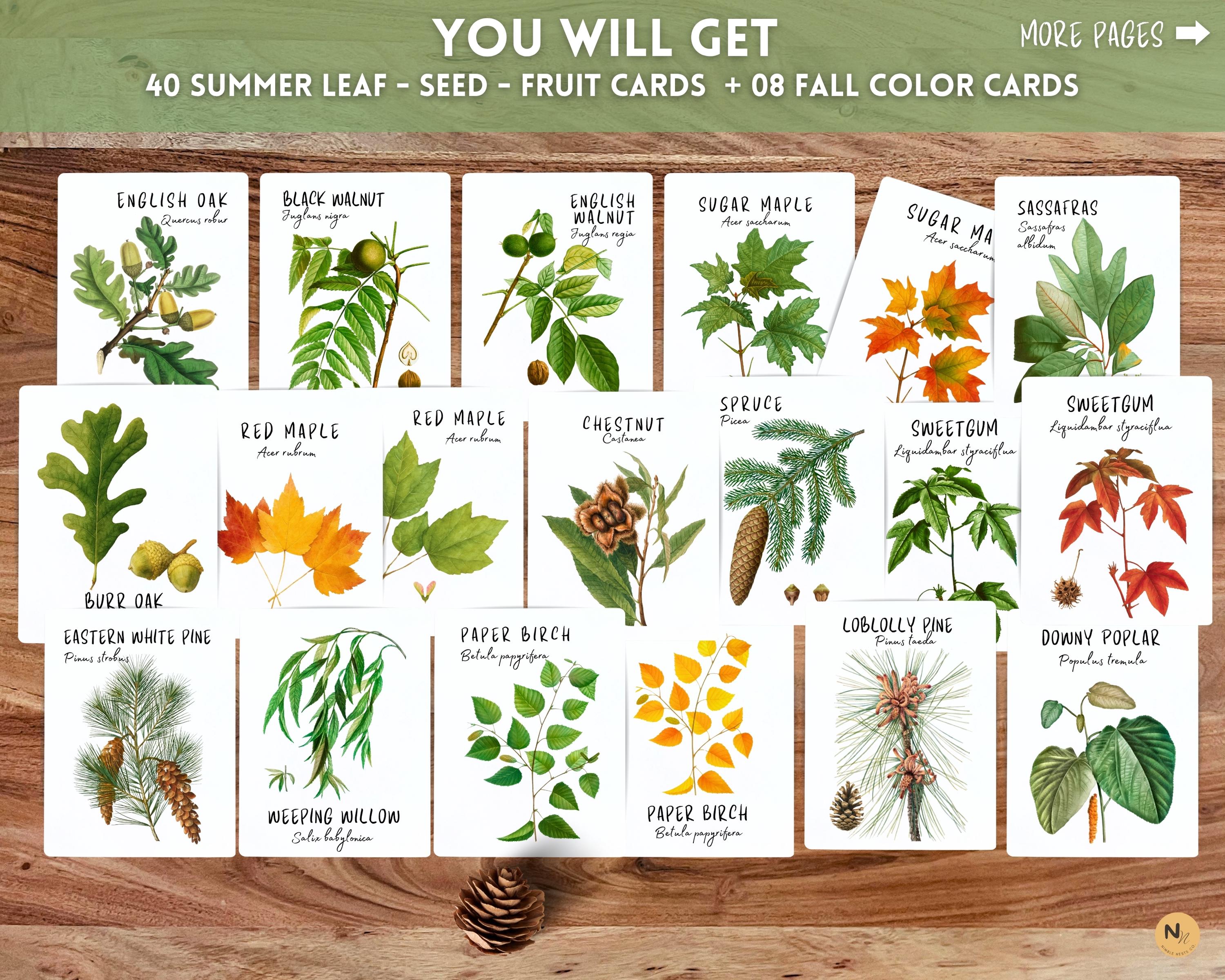 Tree Identification Flash Cards: Leaves, Nuts, Seeds, Fall Leaf Cards ...