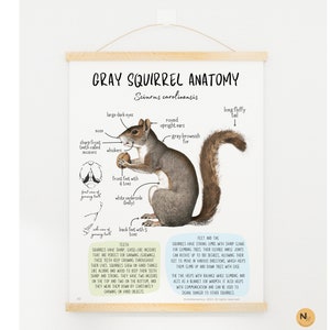 Squirrel Anatomy & Life Cycle Mini Unit Study (PDF Download) - Etsy