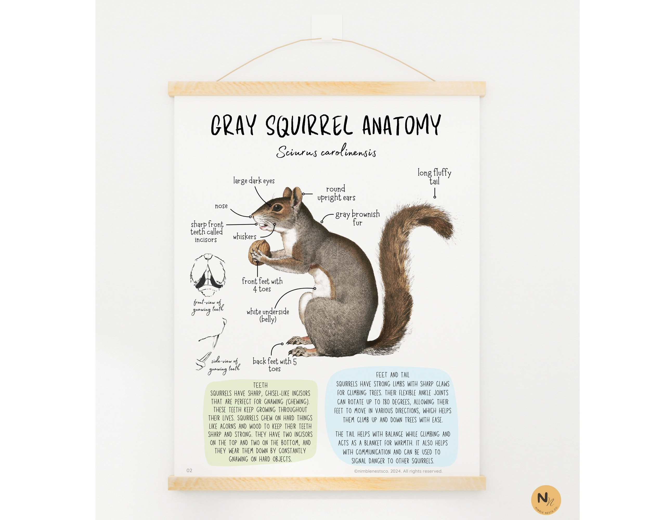 Squirrel Anatomy & Life Cycle Mini Unit Study (PDF Download) - Etsy