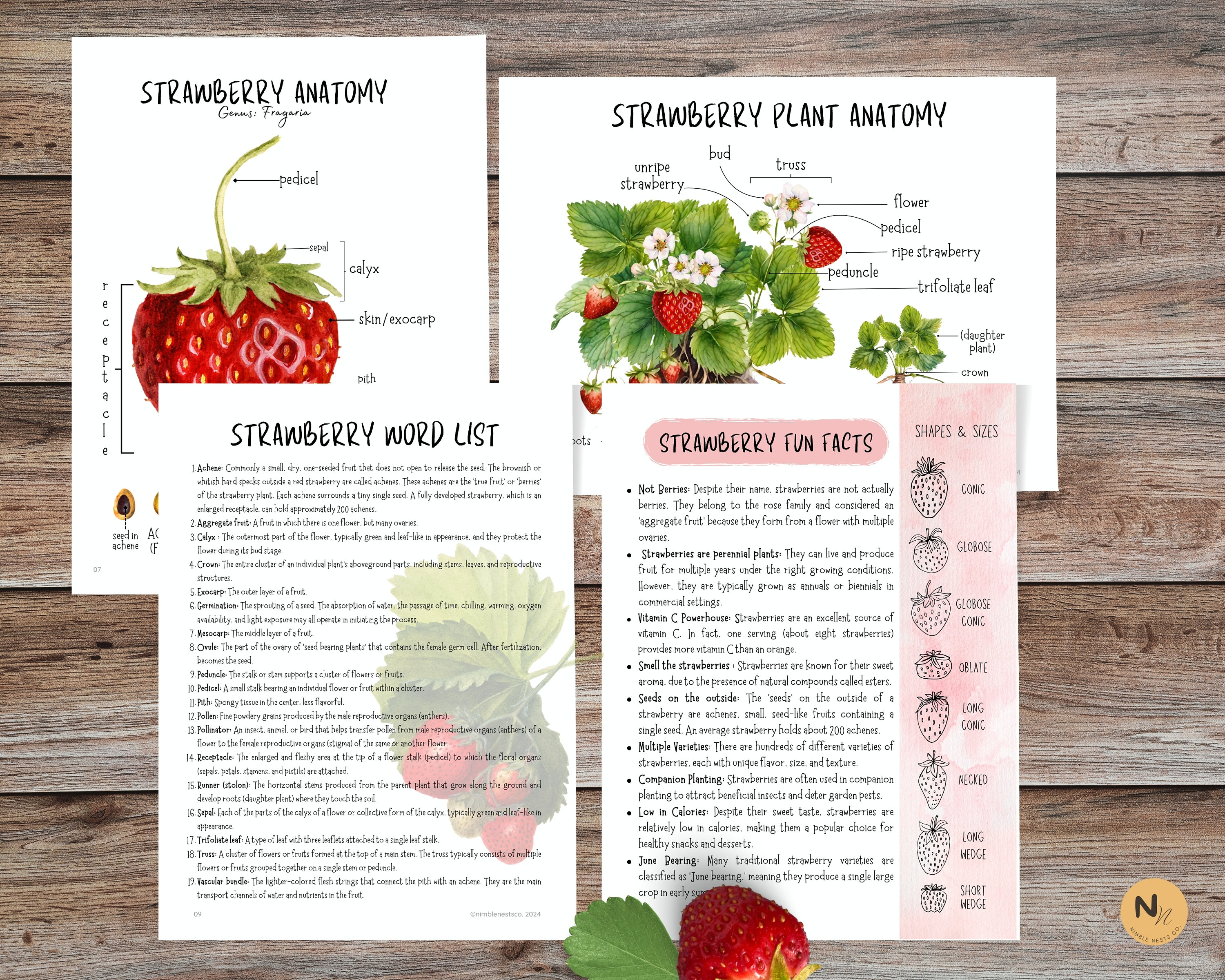 Strawberry MINI Study, Strawberry Life Cycle, Strawberry Anatomy ...