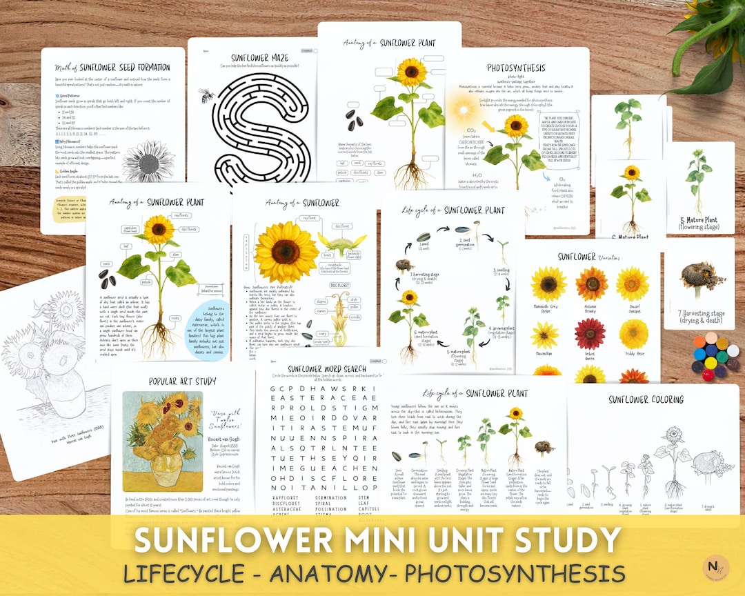 Sunflower Unit Study: Sunflower Anatomy & Lifecycles, Varieties ...