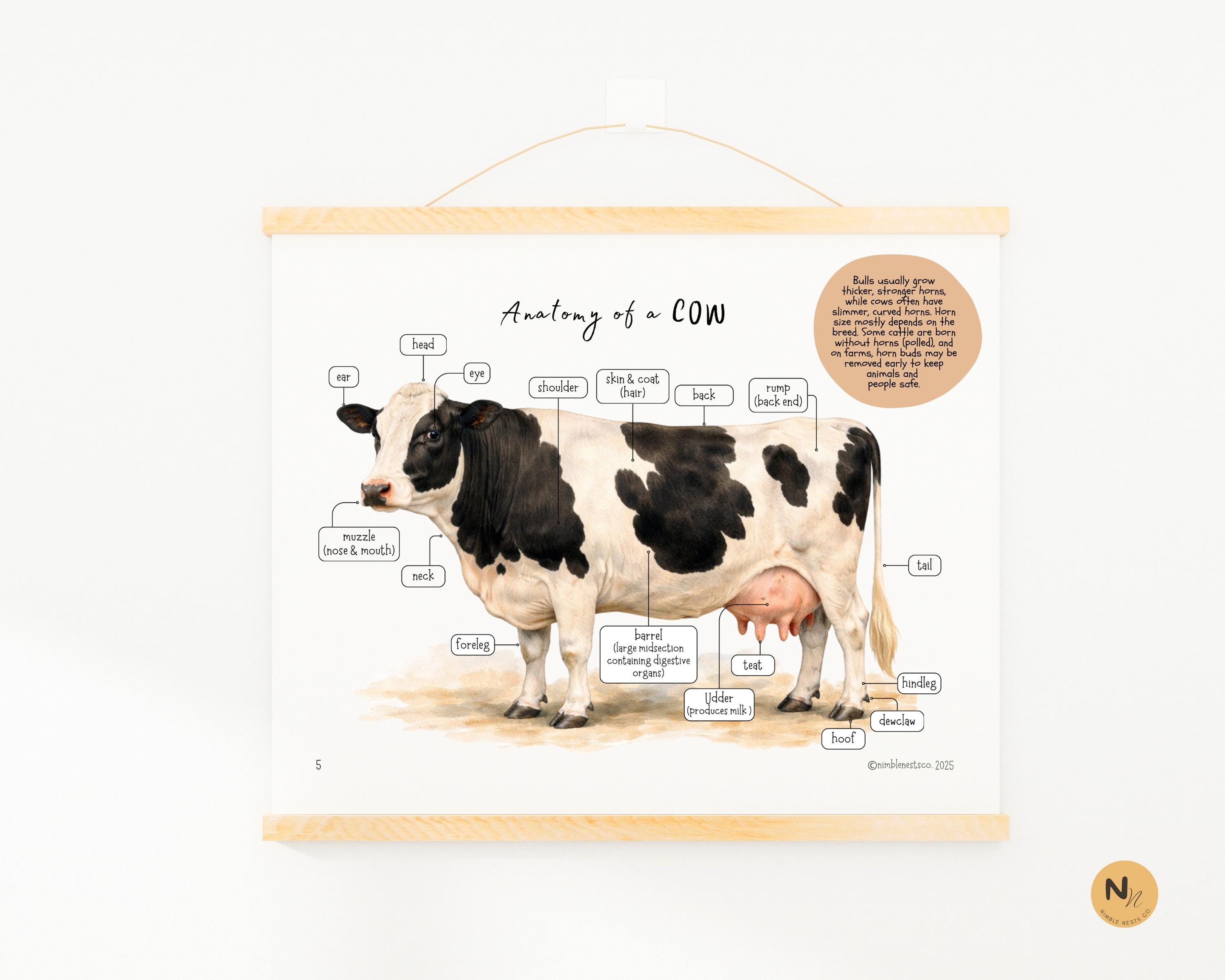 Farm Animals Unit Study PDF: Printable Farm Animal Life Cycles, Anatomy ...
