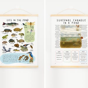 Pond Life Cycle Unit Study: Homeschool Nature Science (PDF) - Etsy