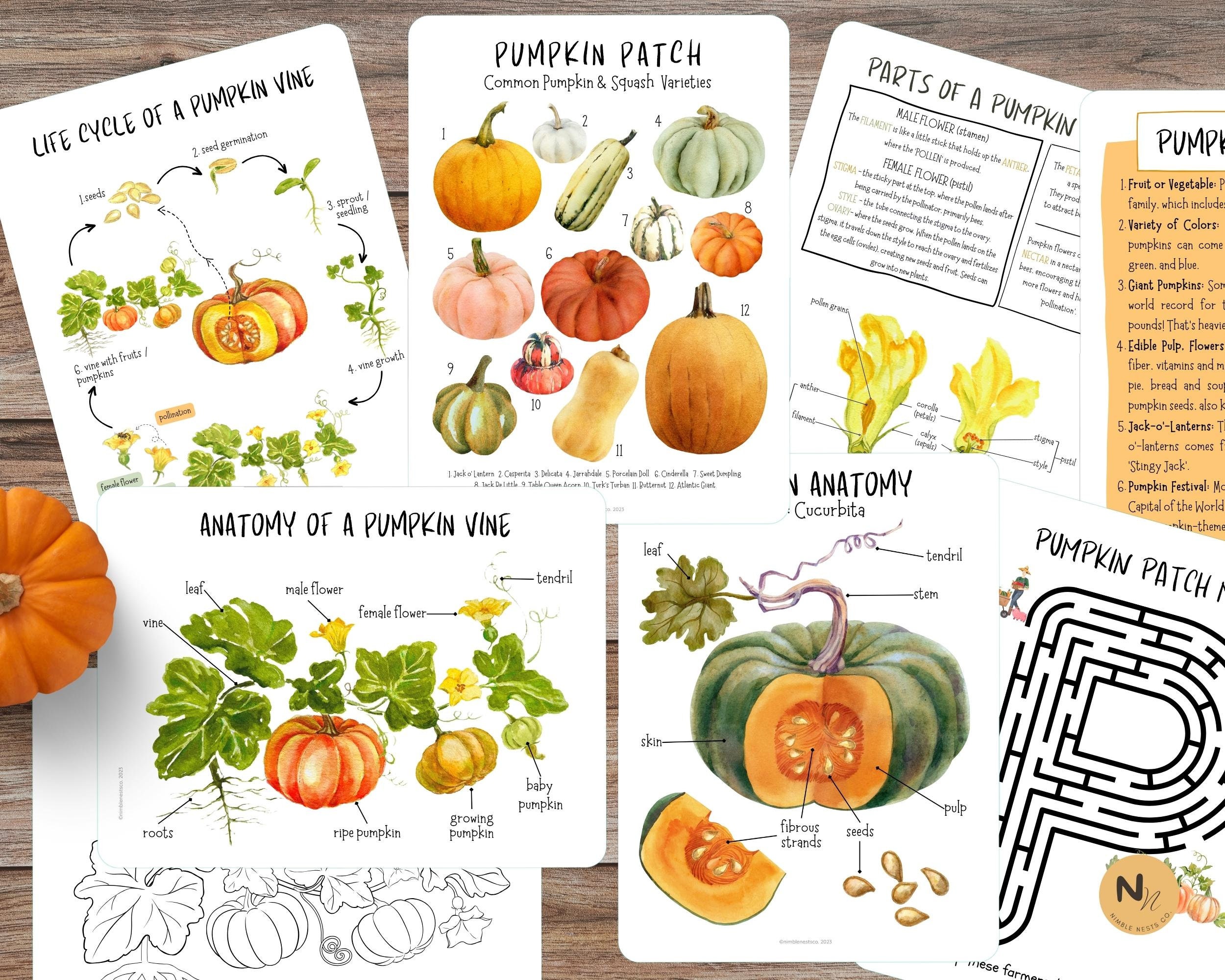 Pumpkin Life Cycle & Anatomy Mini Unit Study (PDF) - Etsy