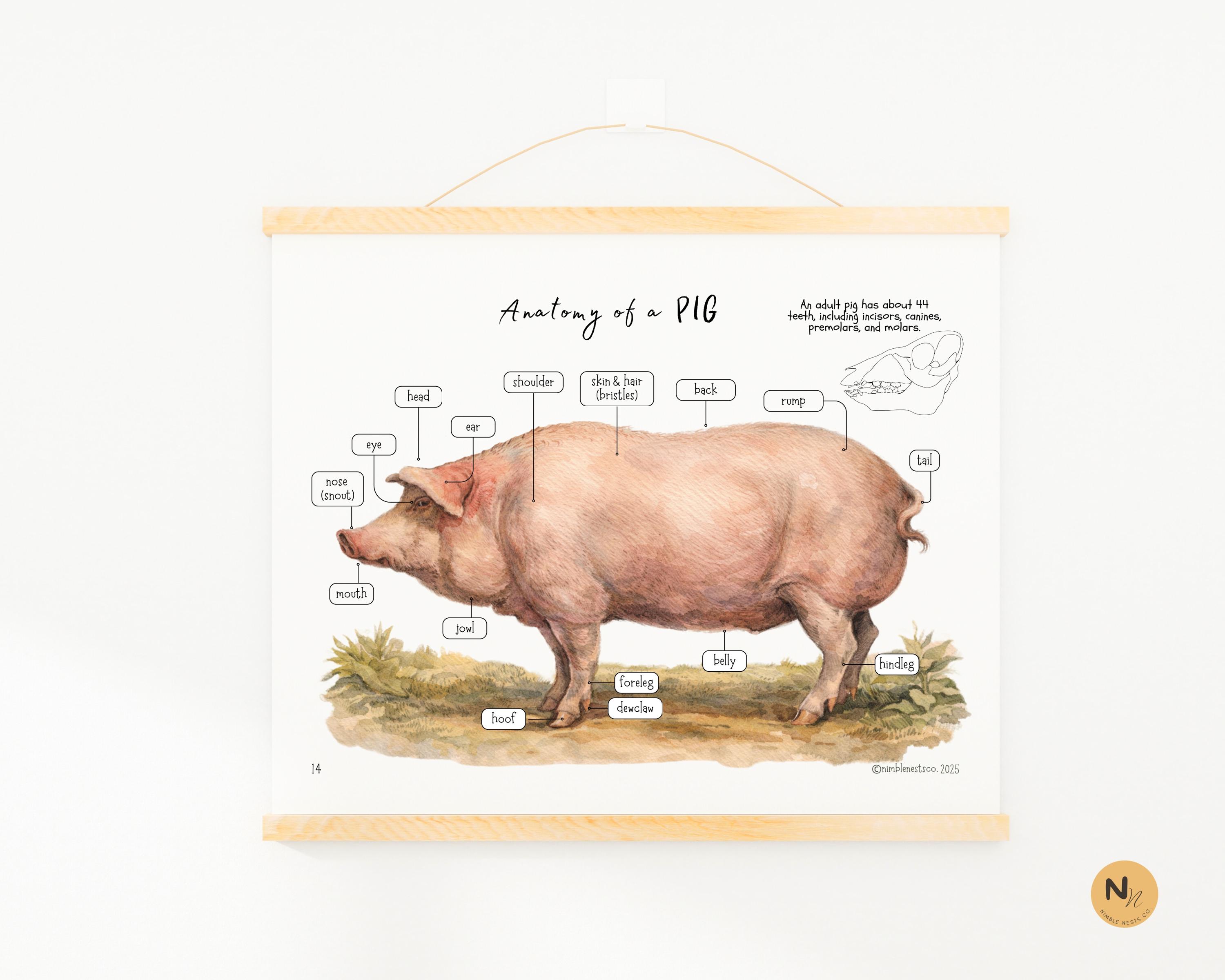 Farm Animals Unit Study PDF: Printable Farm Animal Life Cycles, Anatomy ...