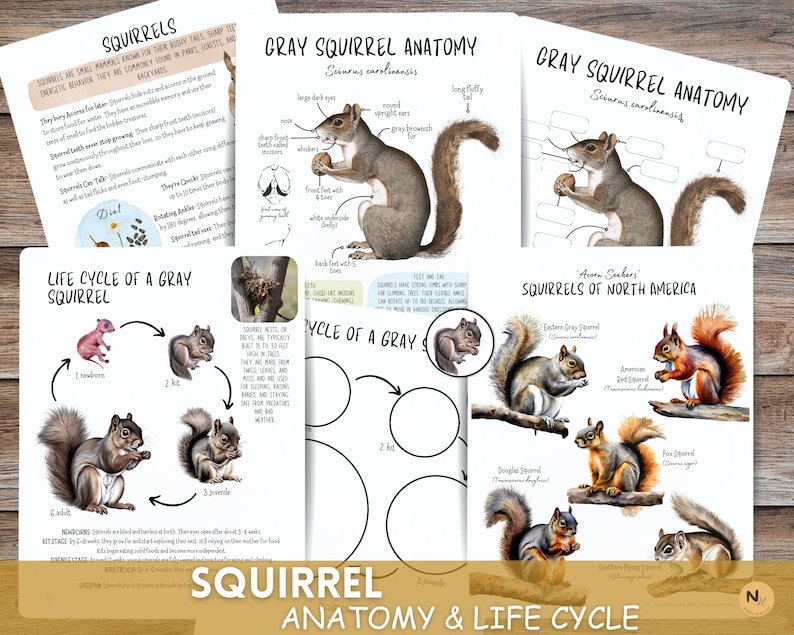 Squirrel Anatomy & Life Cycle Mini Unit Study (PDF Download) - Etsy