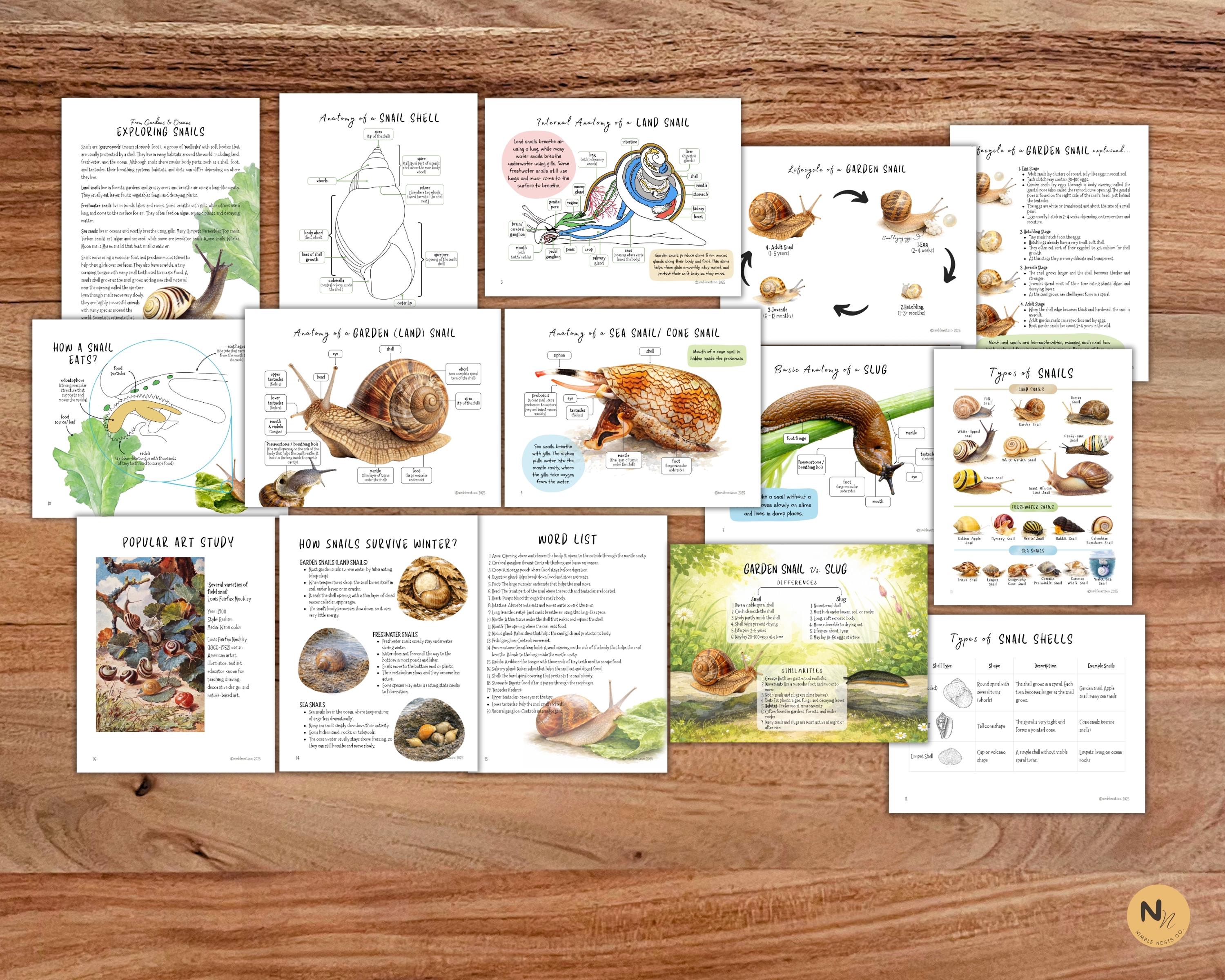 Snail & Slug Unit: Snail Anatomy and Lifecycle, Mollusk Unit Study ...