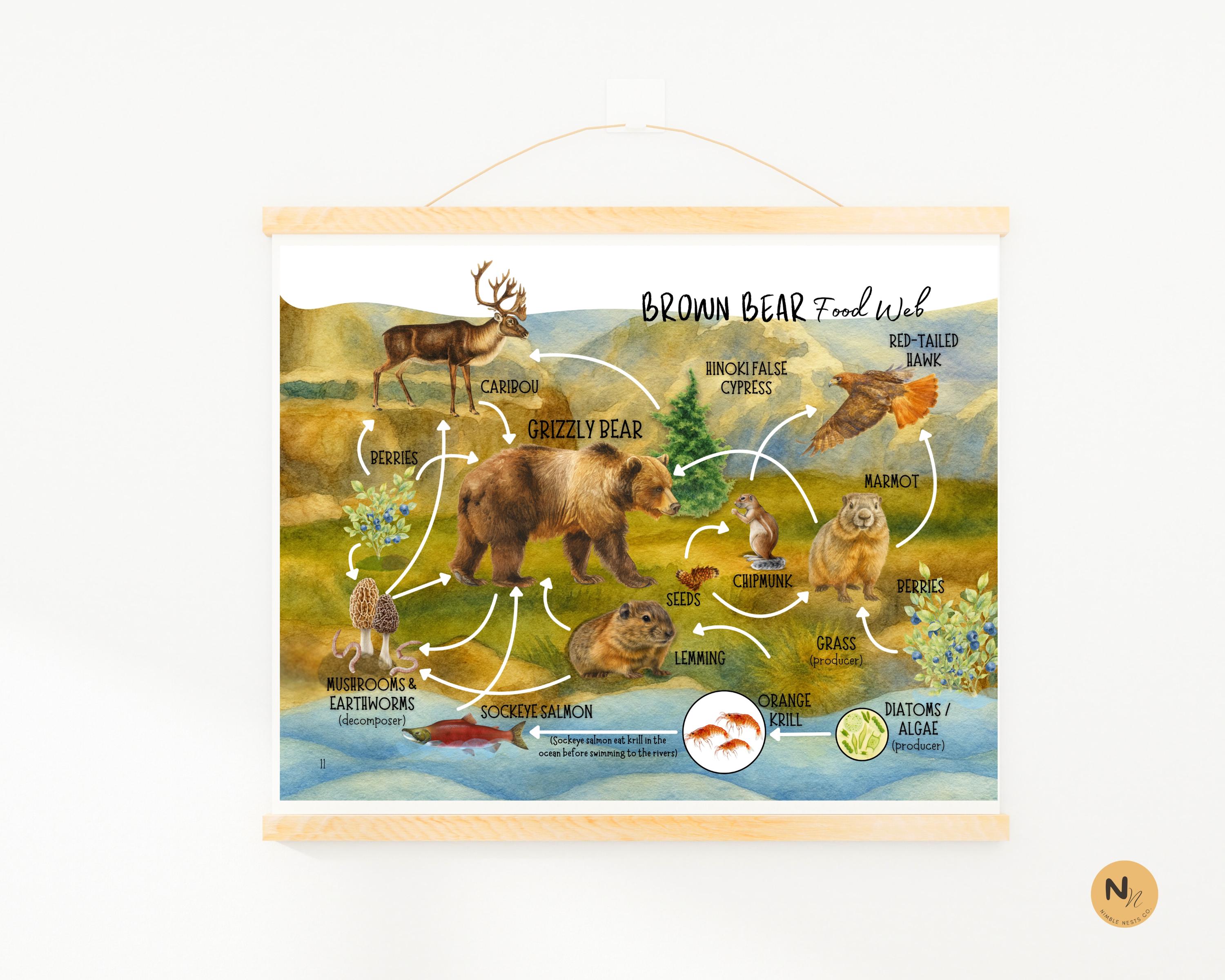 Grizzly Bear and Black Bear Mini Unit: Bear Anatomy & Lifecycle, Bear ...
