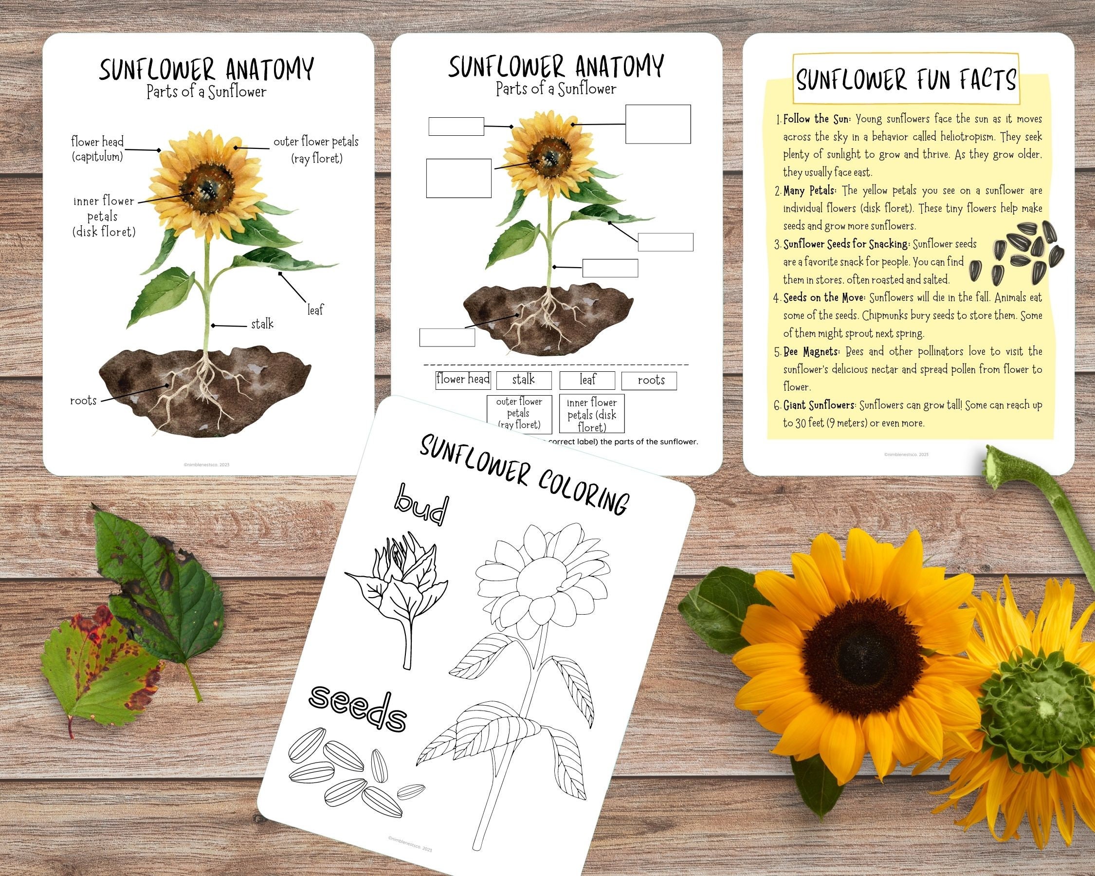 Fall Anatomy Posters Bundle: Pumpkin, Apple, Sunflower + More (PDF) - Etsy