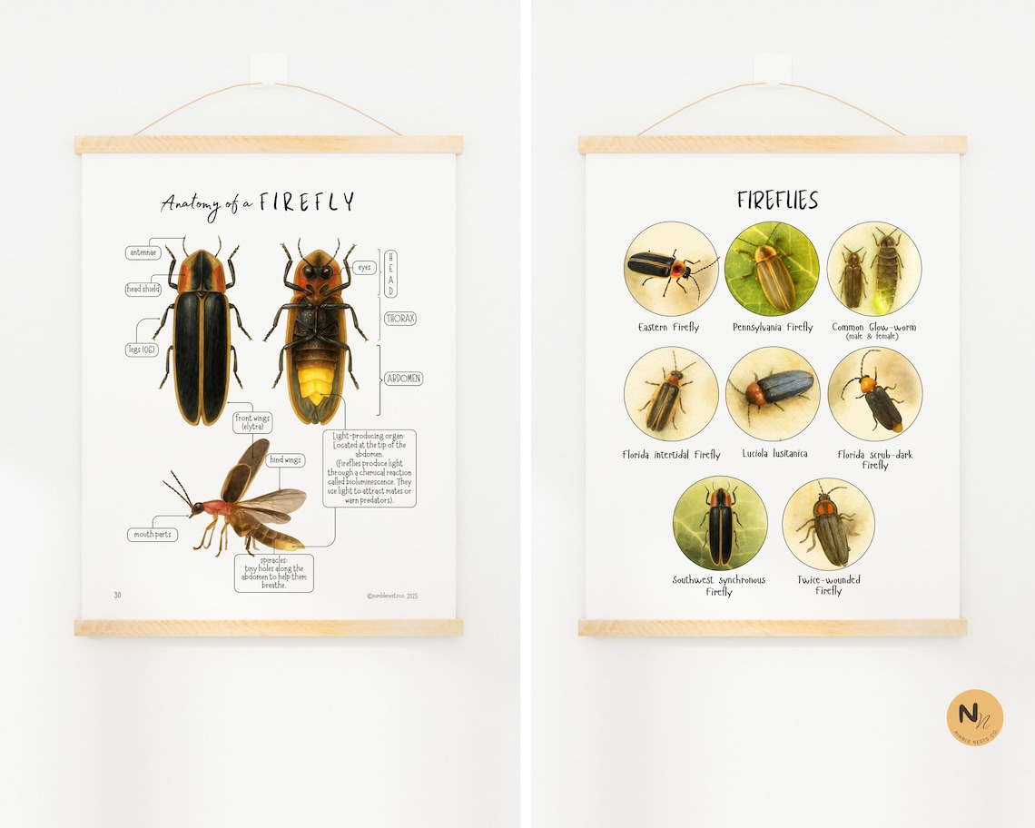 Firefly Unit Study: Anatomy, Lifecycle & Art (PDF Download) - Etsy