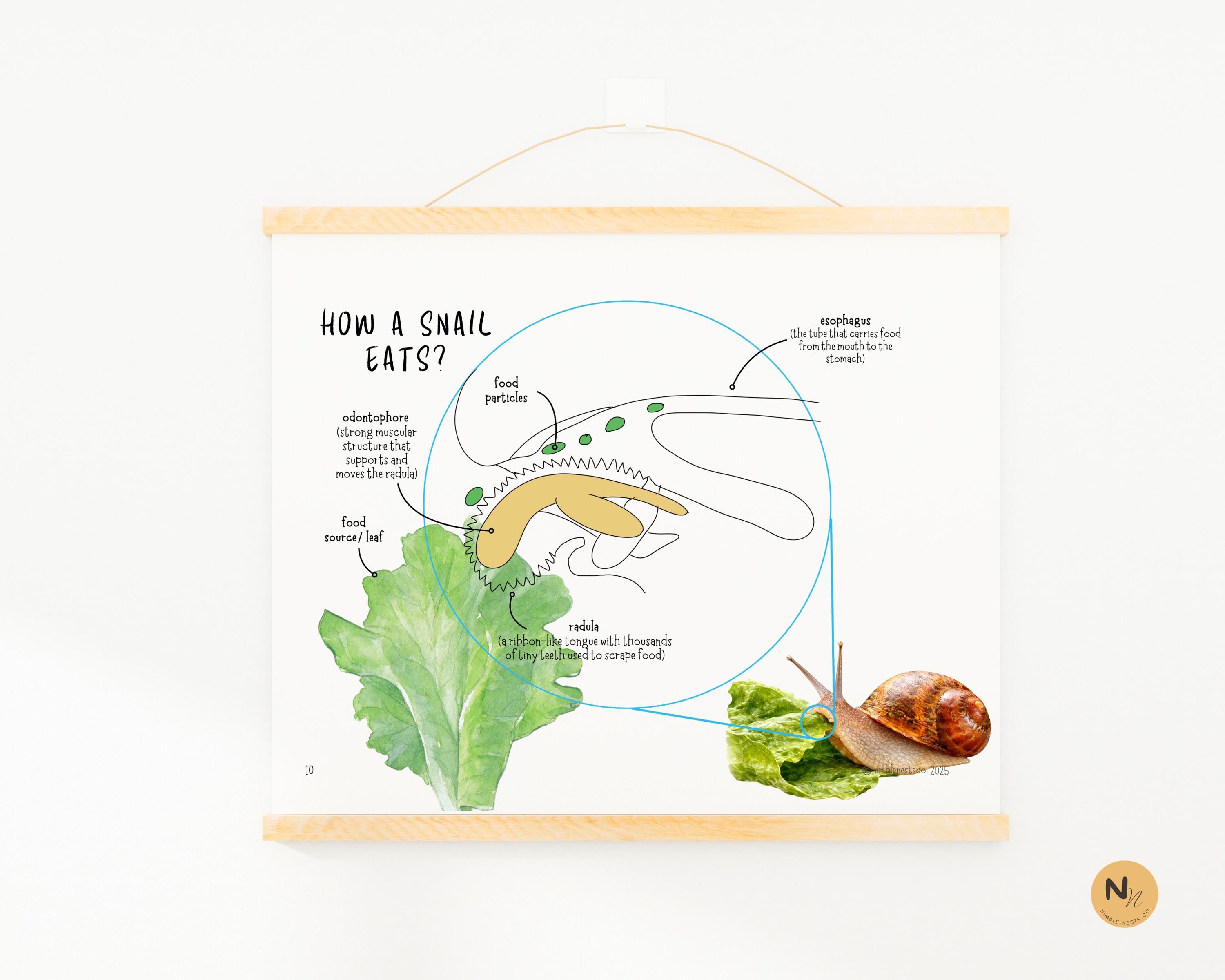 Snail & Slug Unit: Snail Anatomy and Lifecycle, Mollusk Unit Study ...