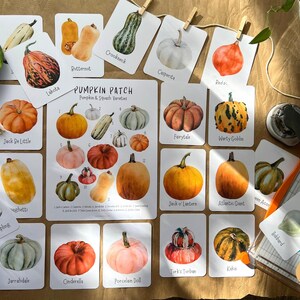 Pumpkin Cards, Squash Varieties, Fall Study Unit, Pumpkin Flash Cards ...