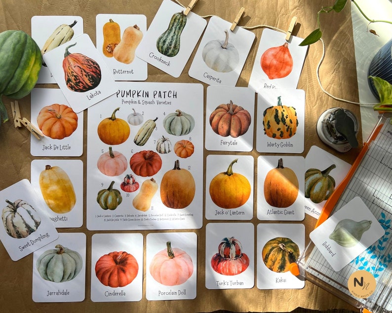 Pumpkin Cards, Squash Varieties, Fall Study Unit, Pumpkin Flash Cards ...