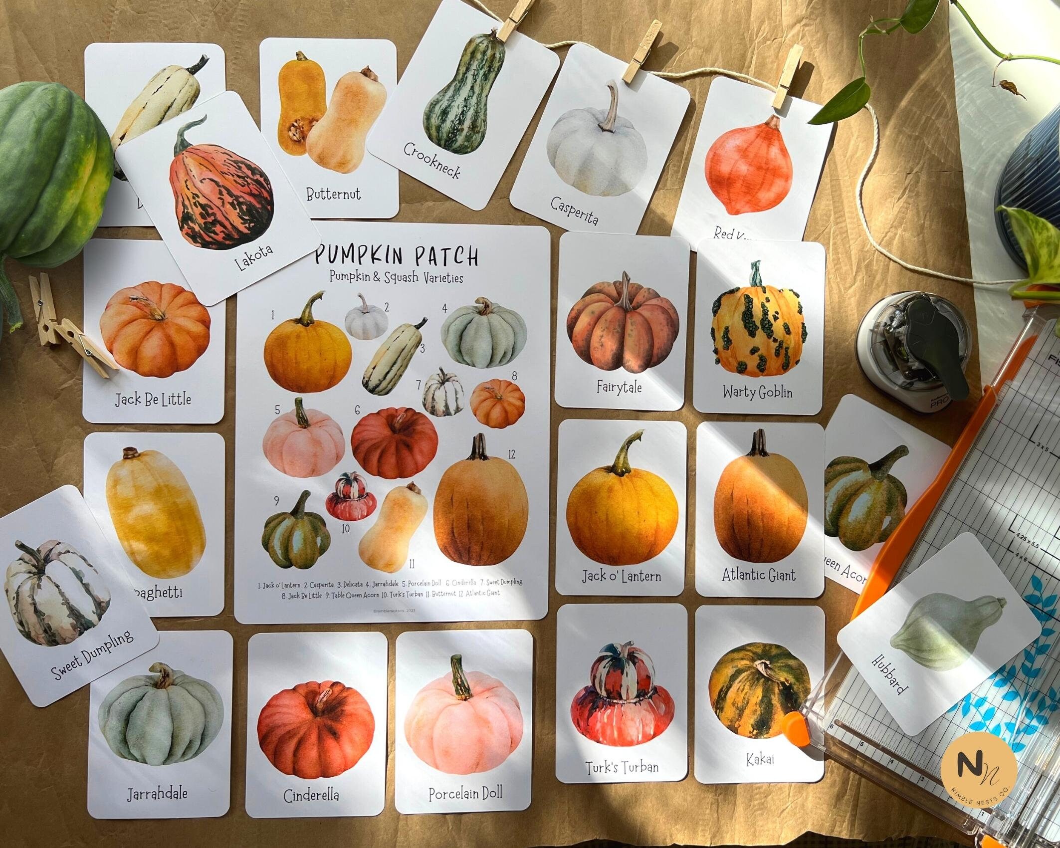 Pumpkin Cards, Squash Varieties, Fall Study Unit, Pumpkin Flash Cards ...