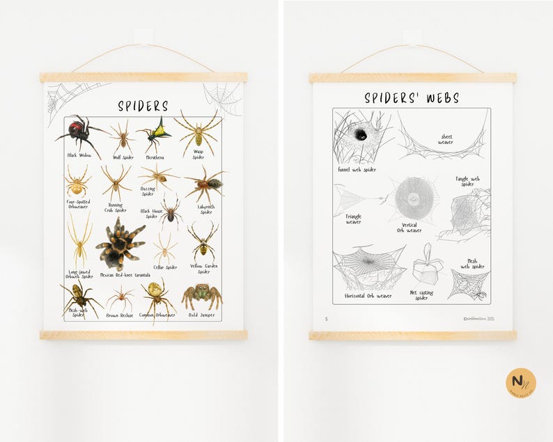 Spider Unit Study: Anatomy, Lifecycle, Webs, Craft, Fall Unit, Autumn ...