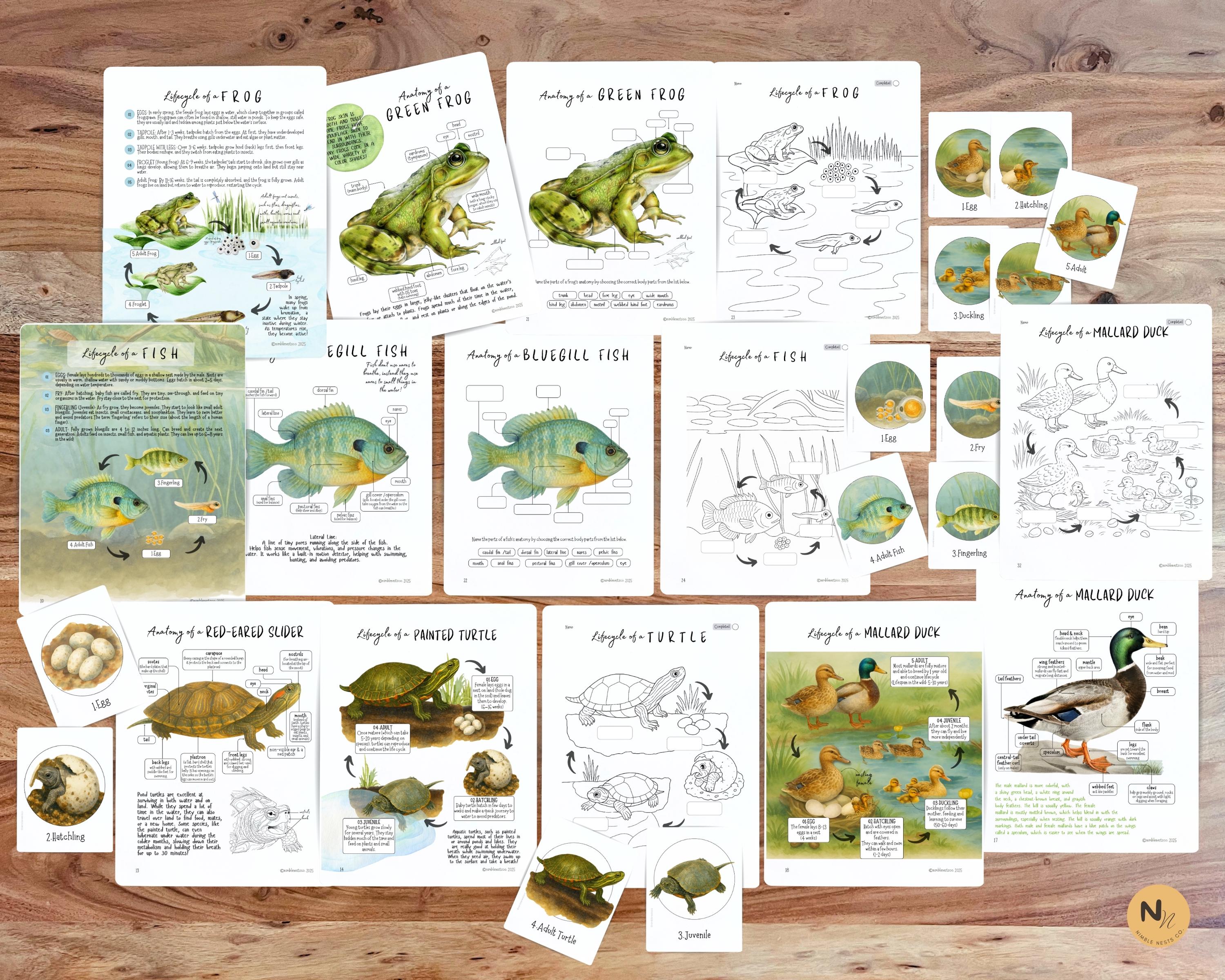Pond Life Cycle Unit Study: Homeschool Nature Science (PDF) - Etsy