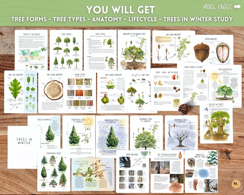 Trees Mini Unit,tree Life Cycle,tree Anatomy,trees in Winter,oak Tree ...