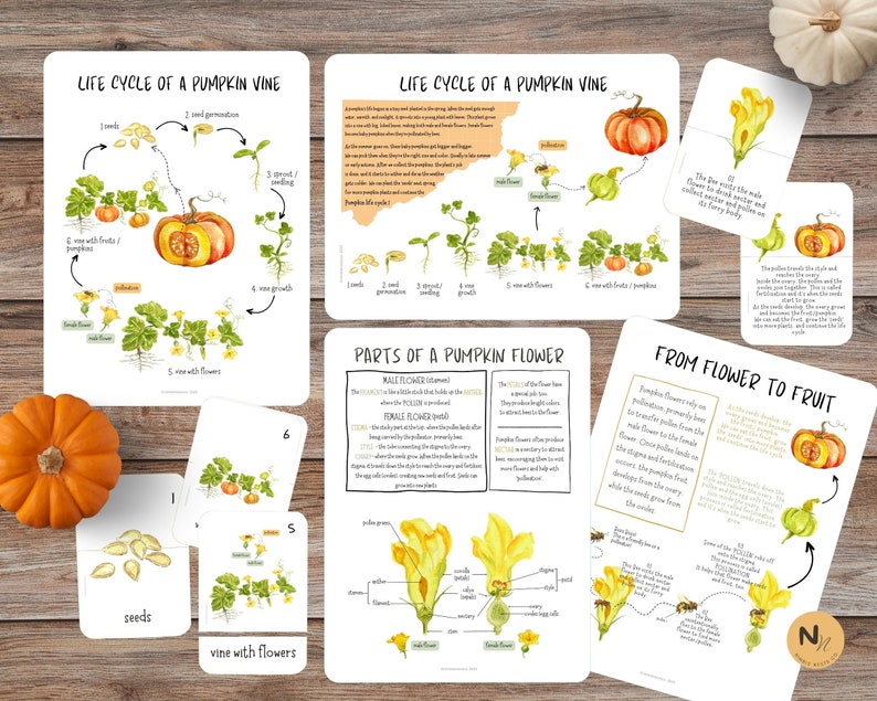 Pumpkin Life Cycle & Anatomy Mini Unit Study (PDF) - Etsy