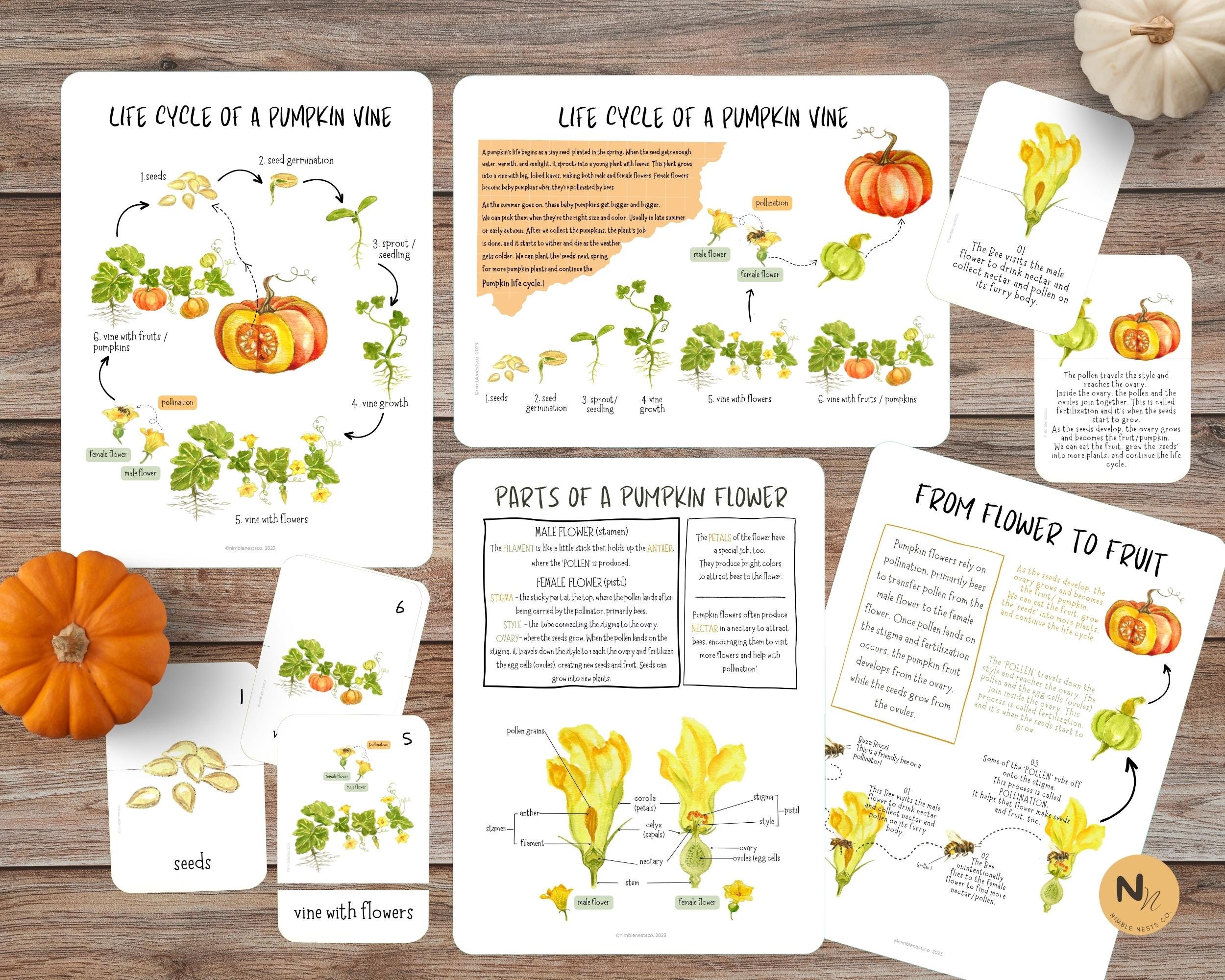 Pumpkin Life Cycle & Anatomy Mini Unit Study (PDF) - Etsy