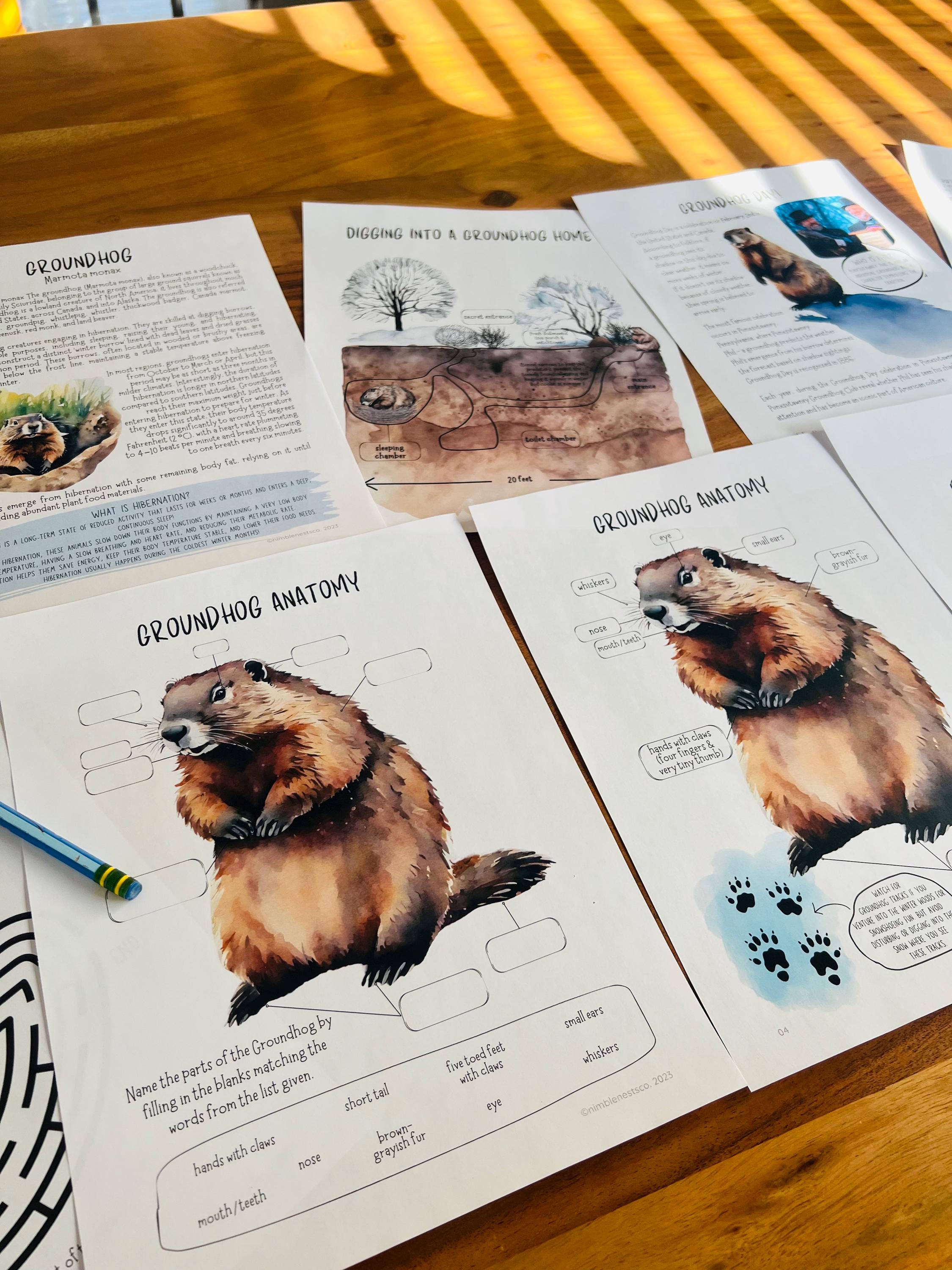 Groundhog Day Study,hibernation Unit Study,winter Animals Journal ...