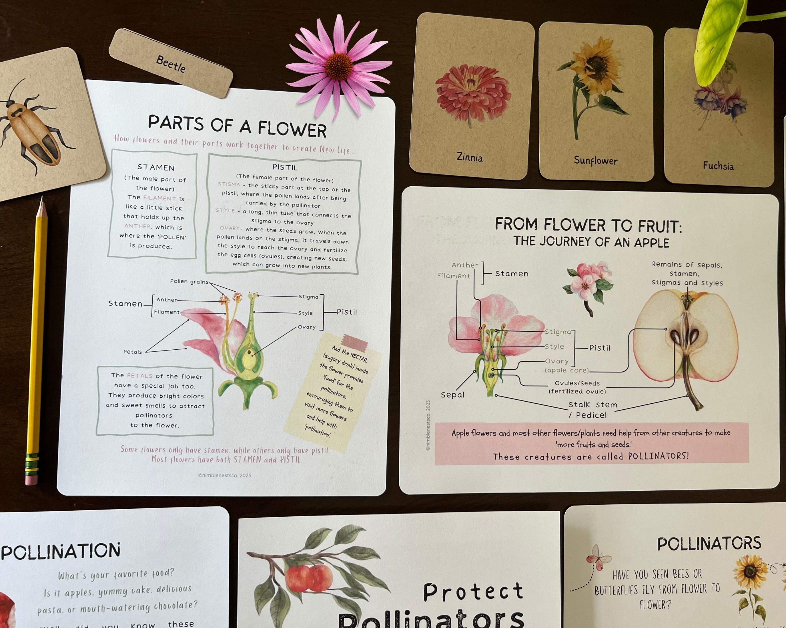 Pollination Homeschool Unit: Bees, Butterflies & Wildflowers (PDF) - Etsy
