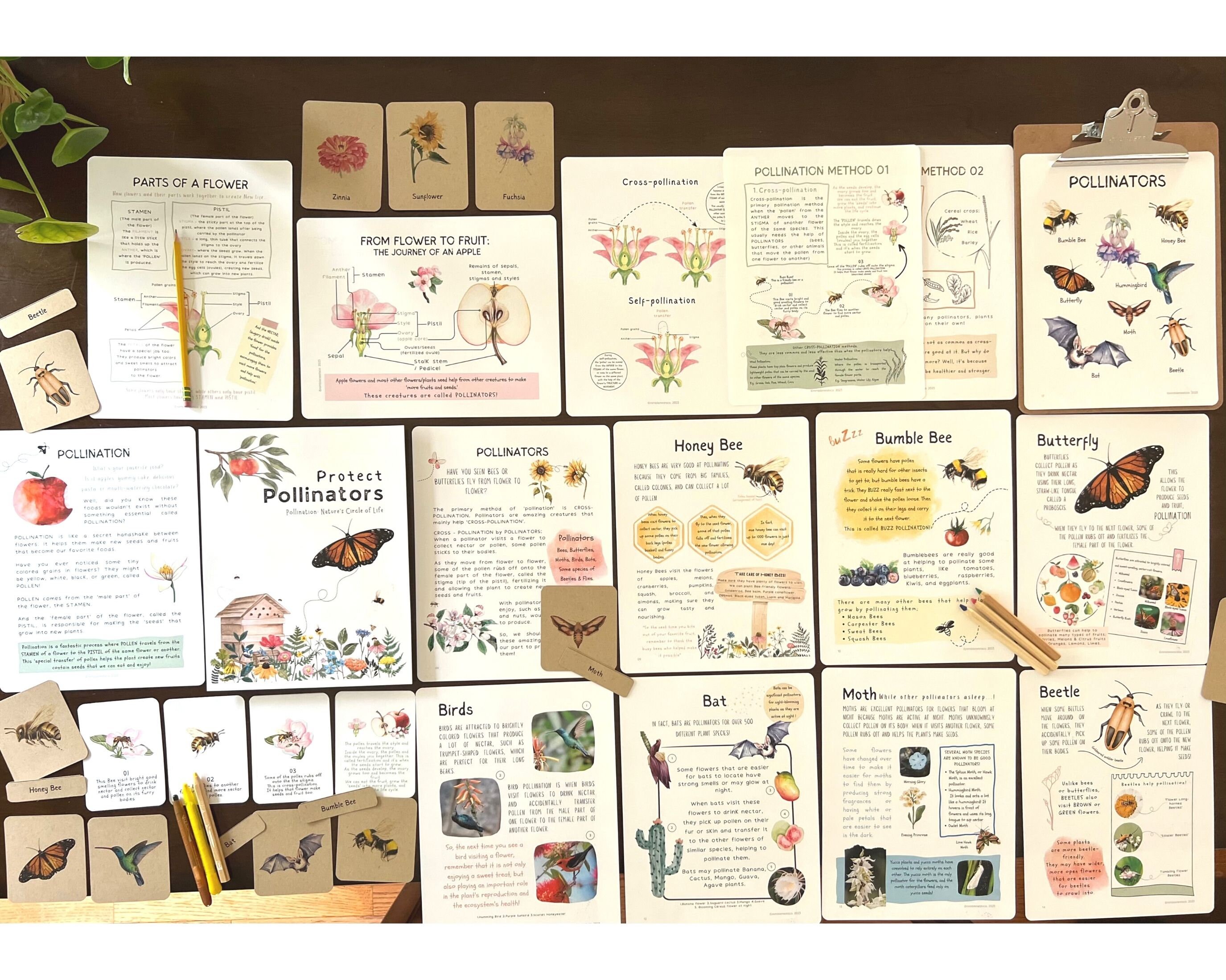 Pollination Homeschool Unit: Bees, Butterflies & Wildflowers (PDF) - Etsy