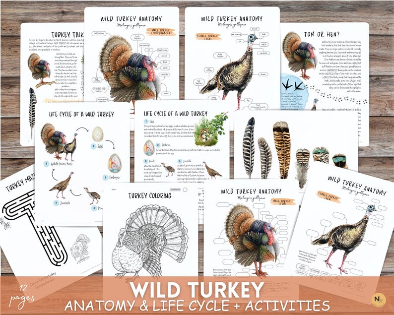 Wild Turkey Anatomy & Life Cycle Unit: Autumn Learning (PDF) - Etsy
