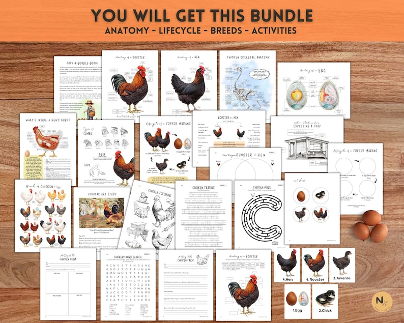 Chicken Mini Unit: Rooster & Hen Anatomy, Lifecycle, Breeds of Chicken ...
