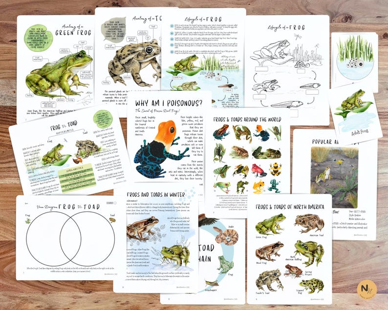 Frog & Toad Nature Study: Life Cycle, Anatomy (PDF) - Etsy