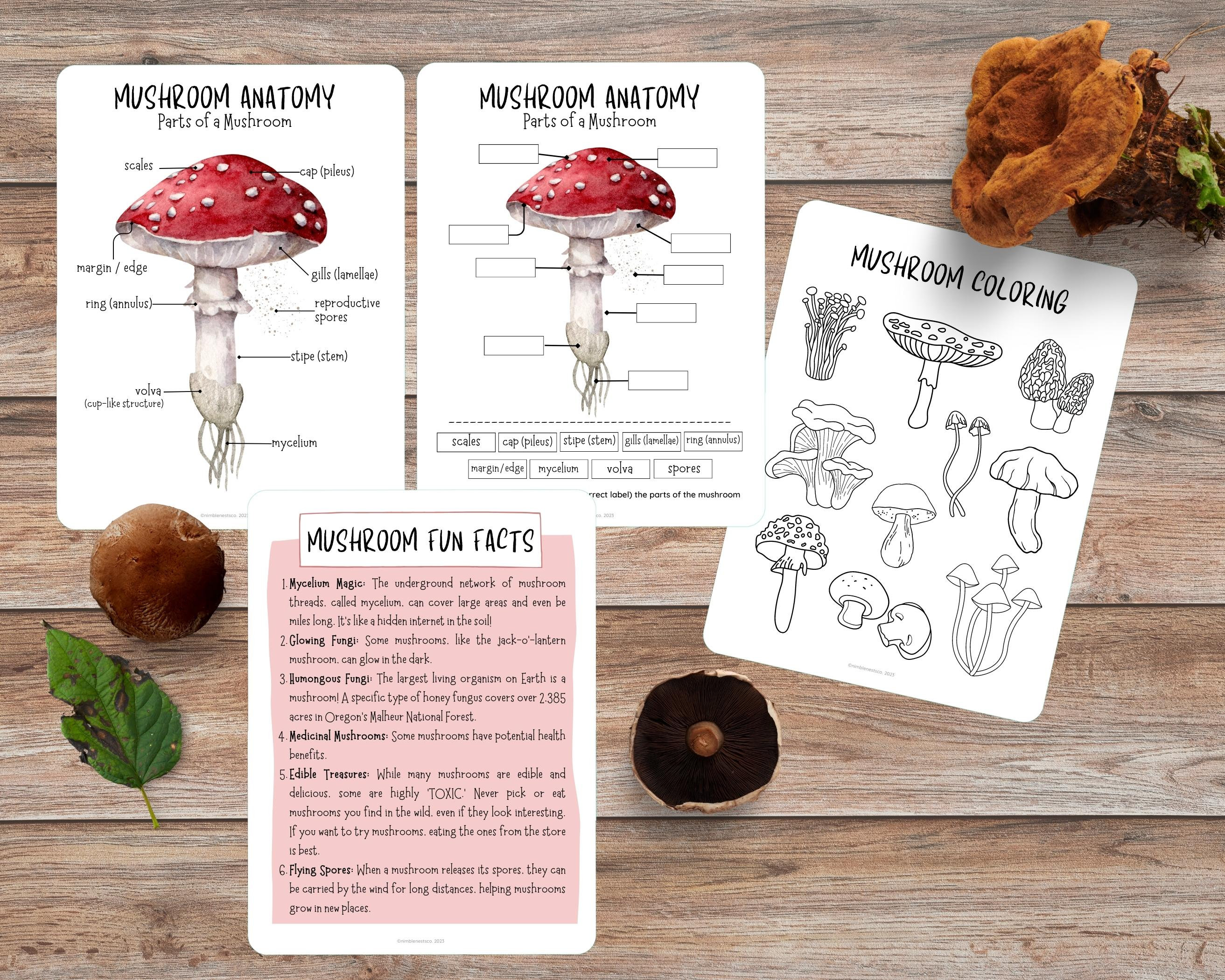 Fall Anatomy Posters Bundle: Pumpkin, Apple, Sunflower + More (PDF) - Etsy