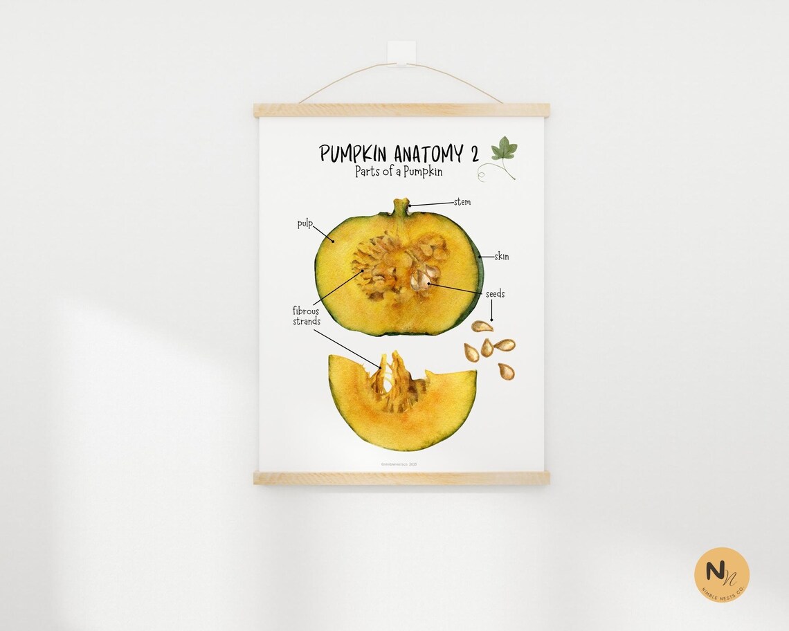 Pumpkin Anatomy Mini Study: Fall Activity for Kids (PDF) - Etsy