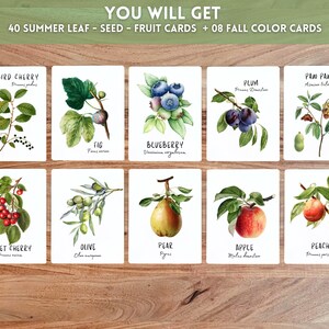 Tree Identification Flash Cards: Leaves, Nuts, Seeds, Fall Leaf Cards ...