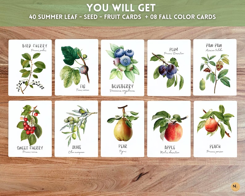Tree Identification Flash Cards: Leaves, Nuts, Seeds, Fall Leaf Cards ...