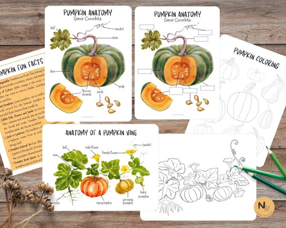 Parts Of A Pumpkin Plant Welcome To Room 36!: Pumpkins