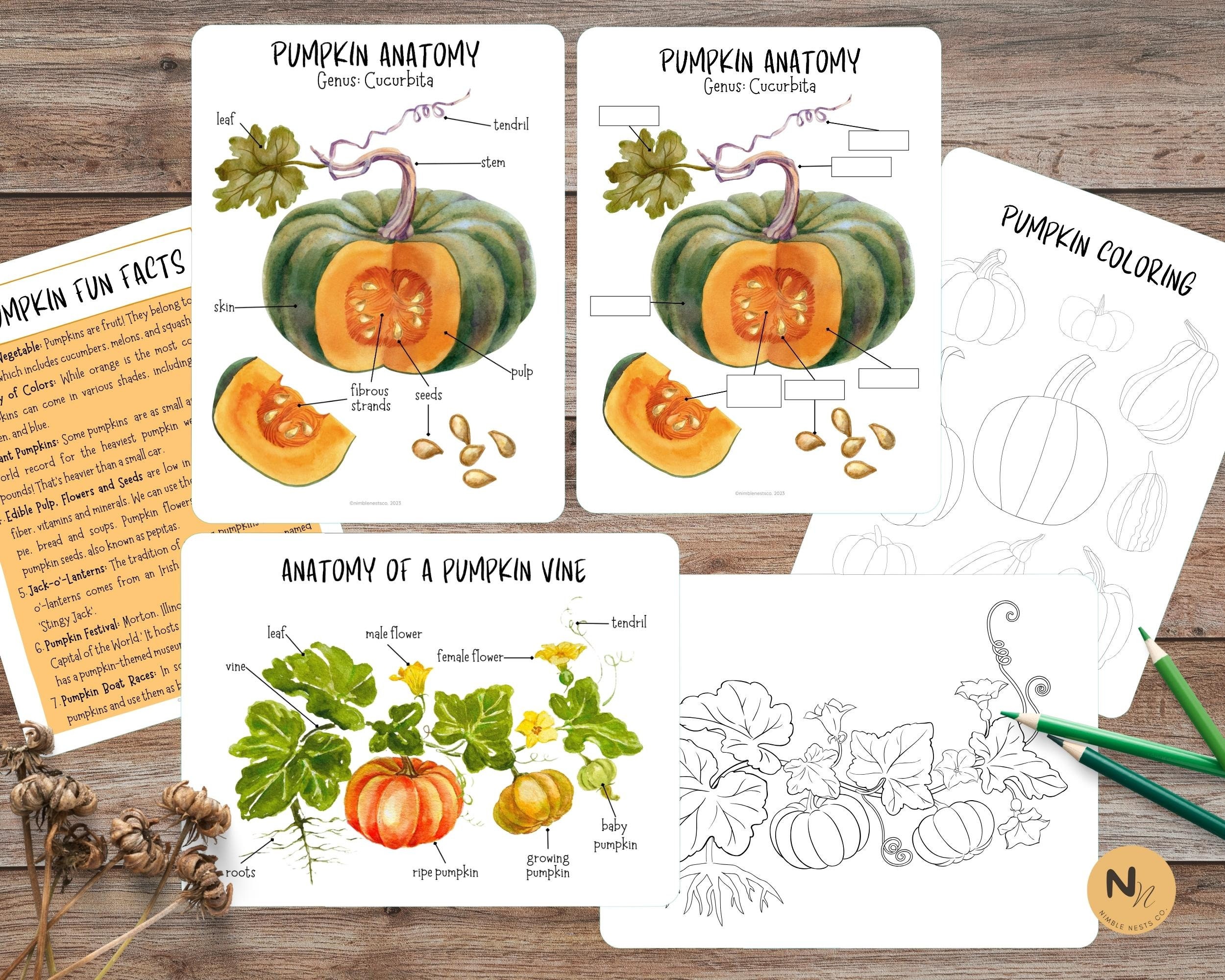 Pumpkin Study, Parts of a Pumpkin, Fall Homeschool, Fall Activity ...
