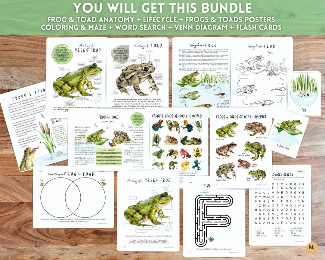 Frog Life Cycle & Anatomy Poster: Spring Homeschool Curriculum (PDF) - Etsy
